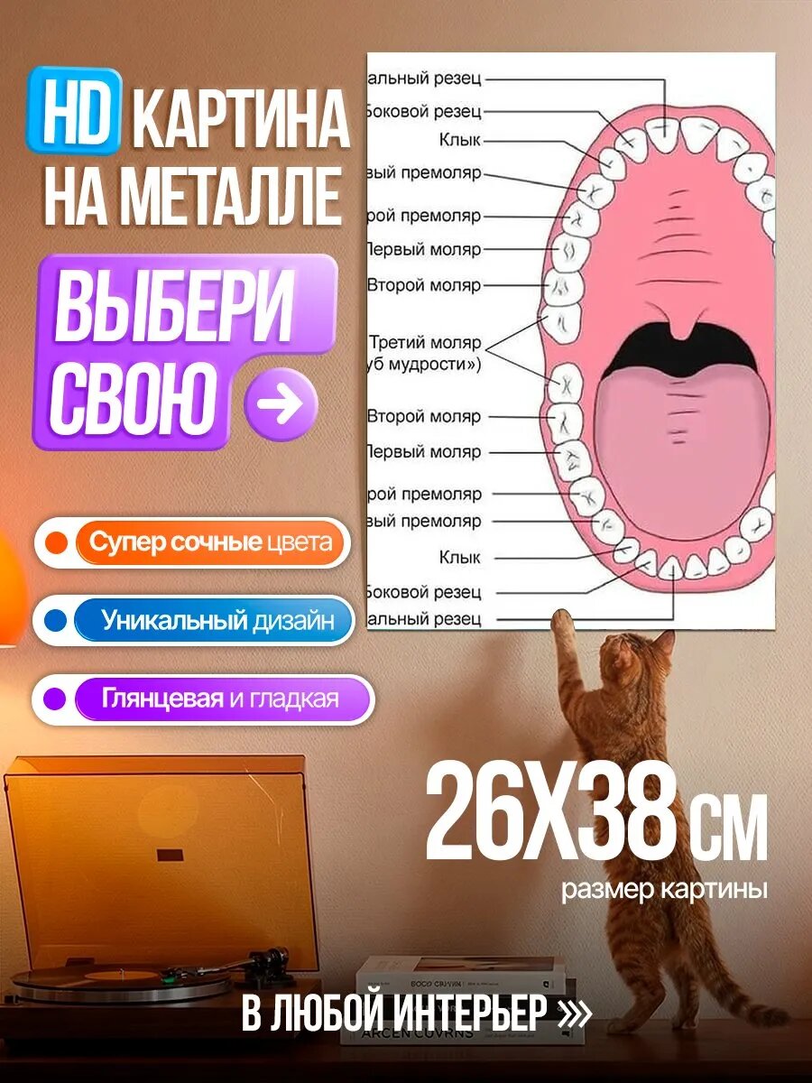Картина на HD металле Анатомия человеческих зубов