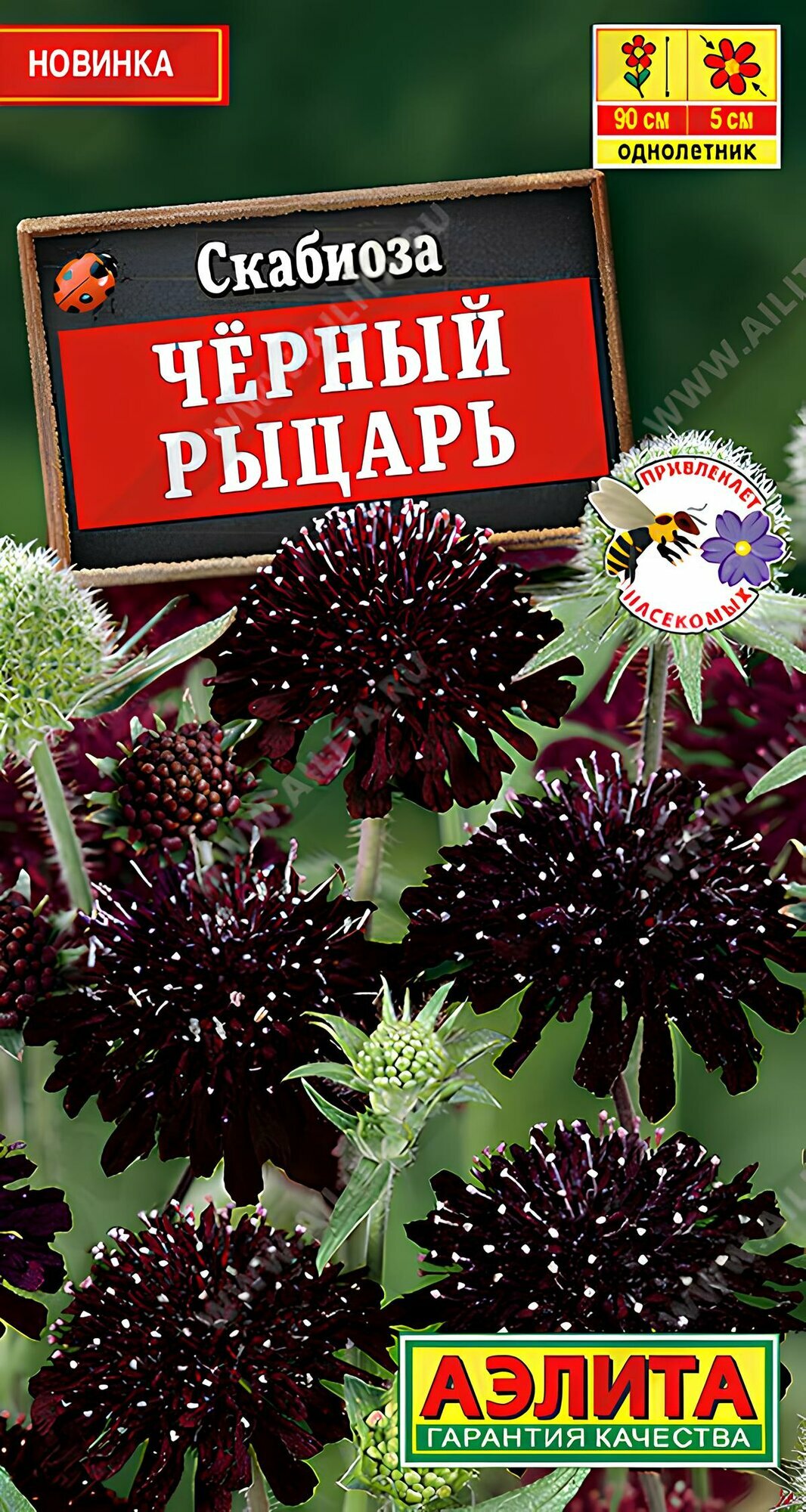 Семена Скабиоза Черный рыцарь (0,1 г), Агрофирма Аэлита, однолетник