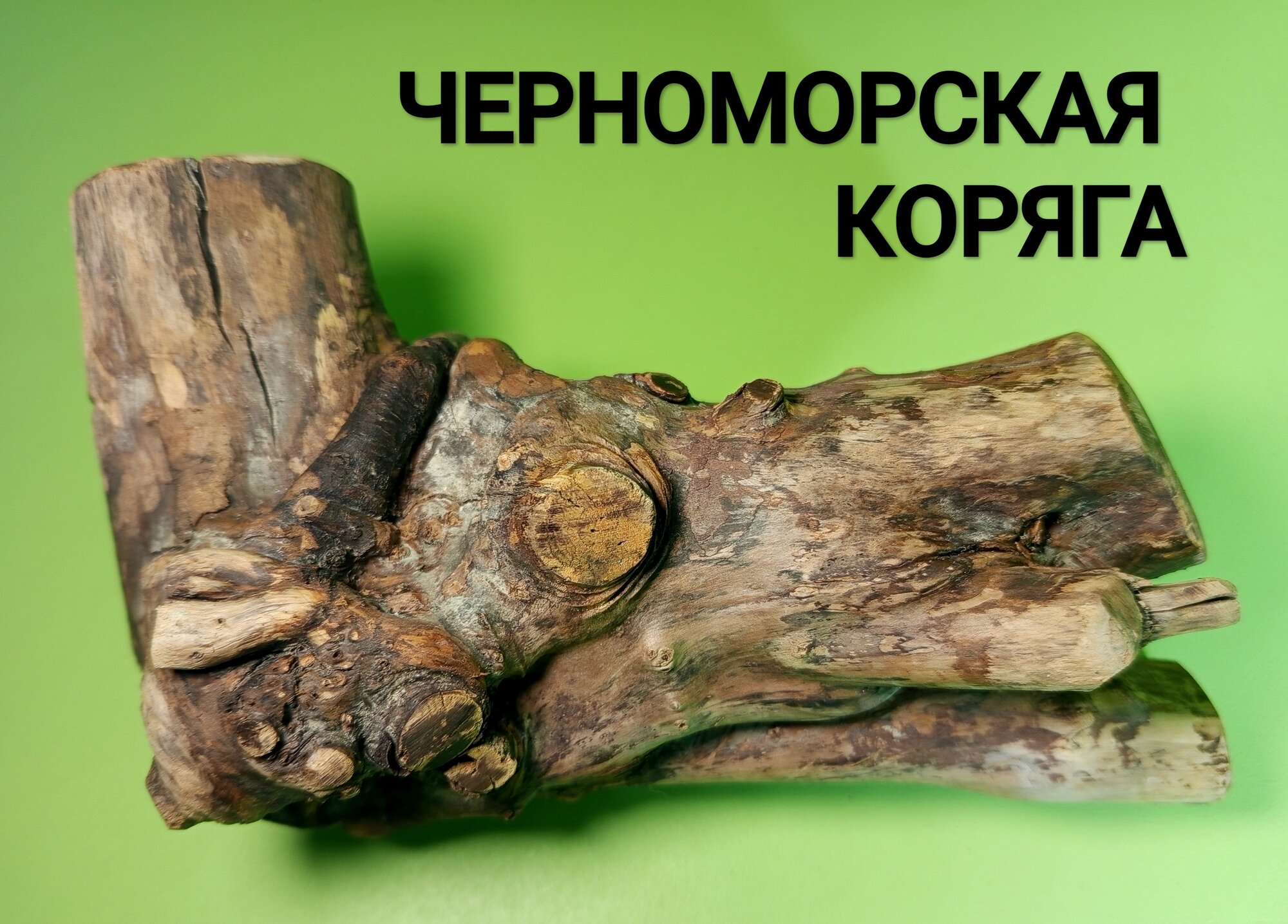 Черноморская коряга для улиток, ящериц, террариума и дизайна.