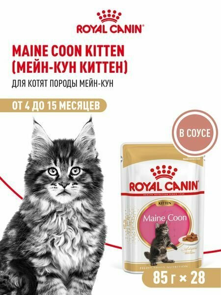 Влажный корм для котят Royal Canin Kitten для породы мейн-кун, кусочки в соусе 85 г х 28 шт