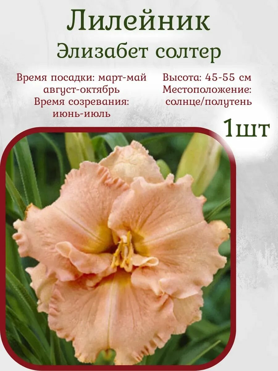 Саженцы лилейника многолетние цветы 1 штука