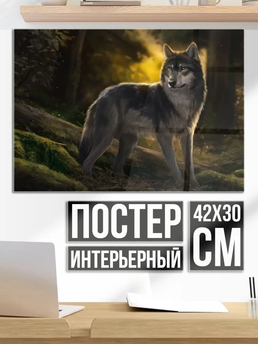 Плакат постер Волк в лесу