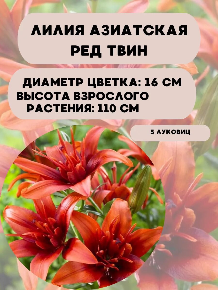 Лилия азиатская; Лилия махровая; Лилия от-гибрид
