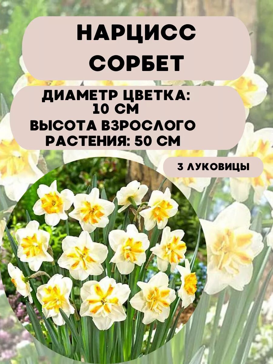 Луковицы нарцисса махрового