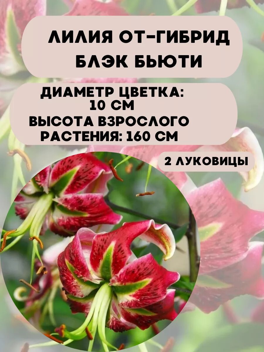 Лилия от-гибрид; Луковицы лилий