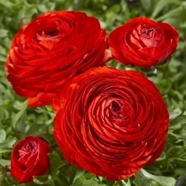 Ранункулюс Ред 10шт. / Луковицы ранункулюса