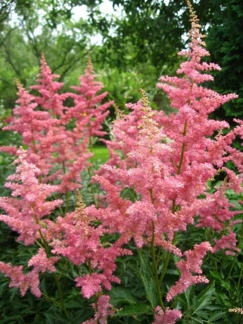 Астильба арендса Анита Пфайфер