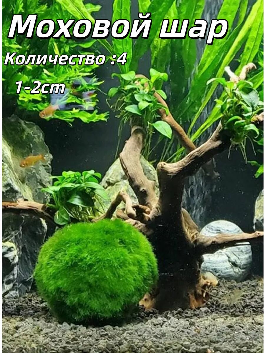 Кладофора шаровидная мох маримо (Aegagropila linnaei) 2см 4шт.