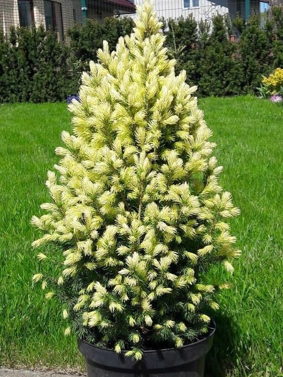 Ель канадская Дейзи Уайт