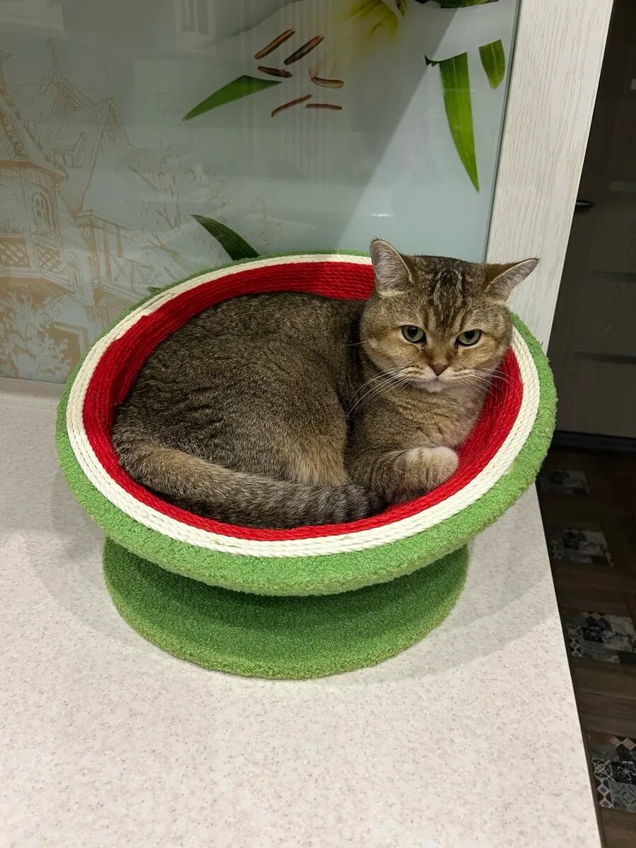 Лежак полусфера арбуз "NyanPet" для животных "M"