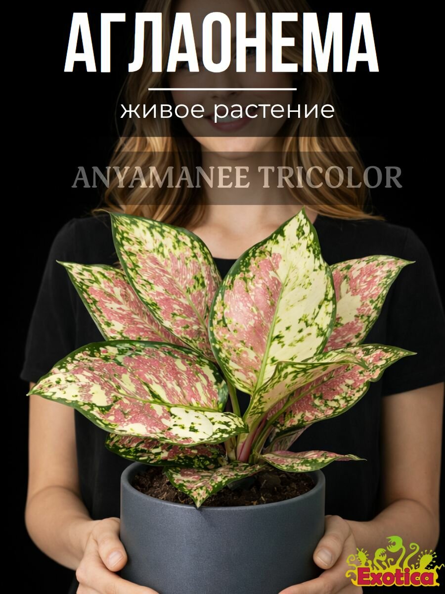 Аглаонема Анимани Триколор, или Аглаонема Джаззи Ред (Aglaonema Anyamanee Tricolor) D12см, живой цветок