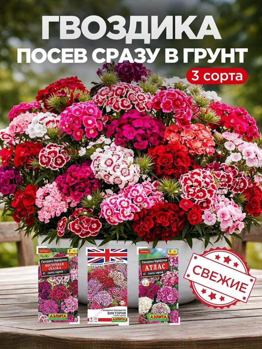 Семена цветов Гвоздика турецкая многолетняя набор 3 сорта гвоздика турецкая многолетняя семена цветов набор