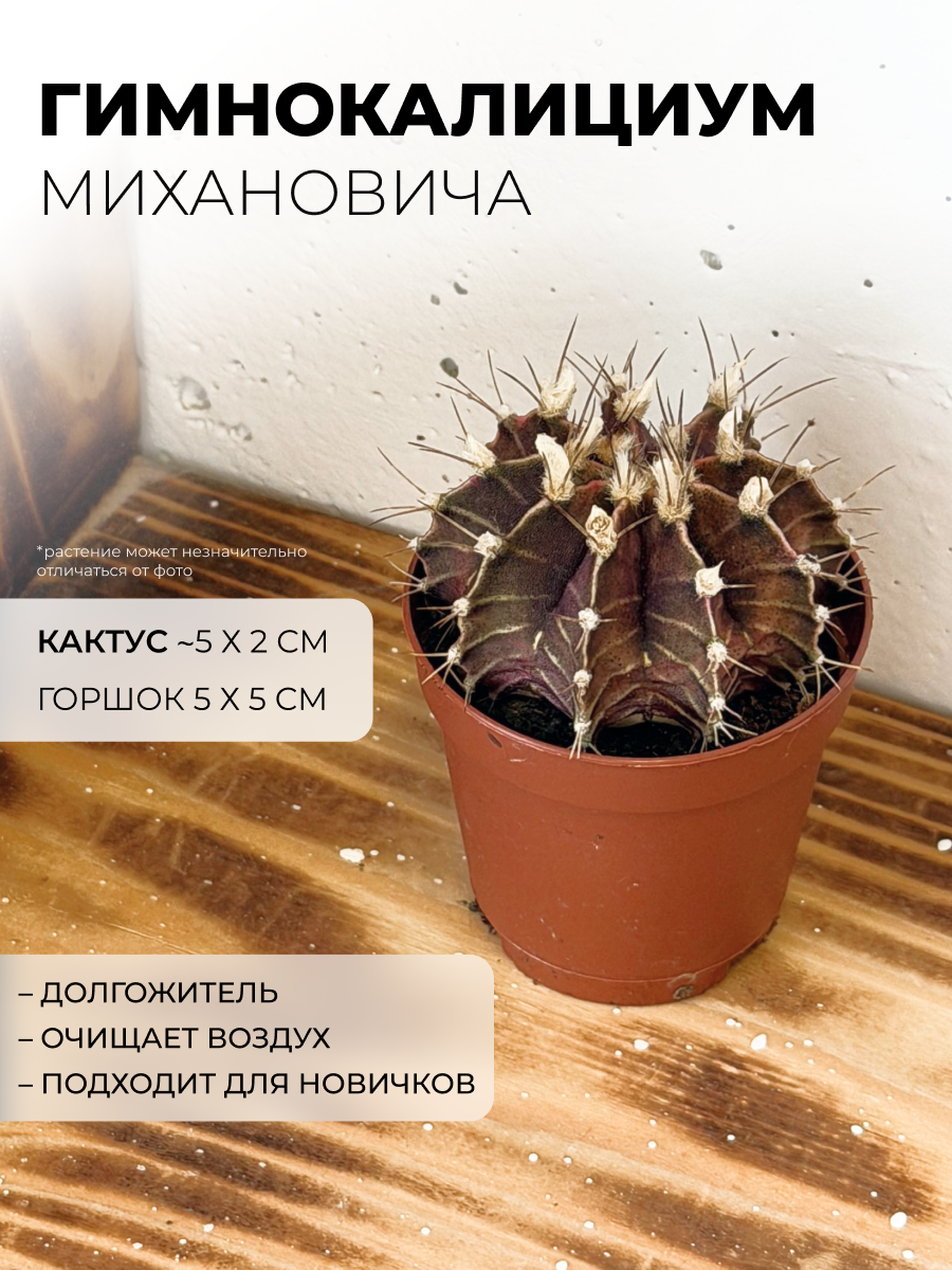 Кактус Гимнокалициум sinitca_leaf Михановича, шаровидной формы, медленный рост, живое растение 1шт.