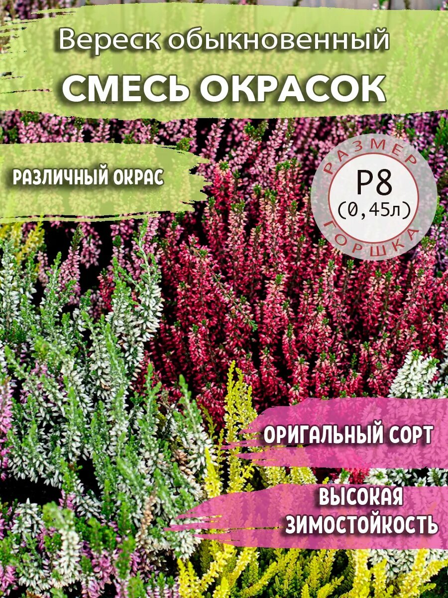 Садовые растения "Вереск", многолетние, до 1 года, закрытая корневая система