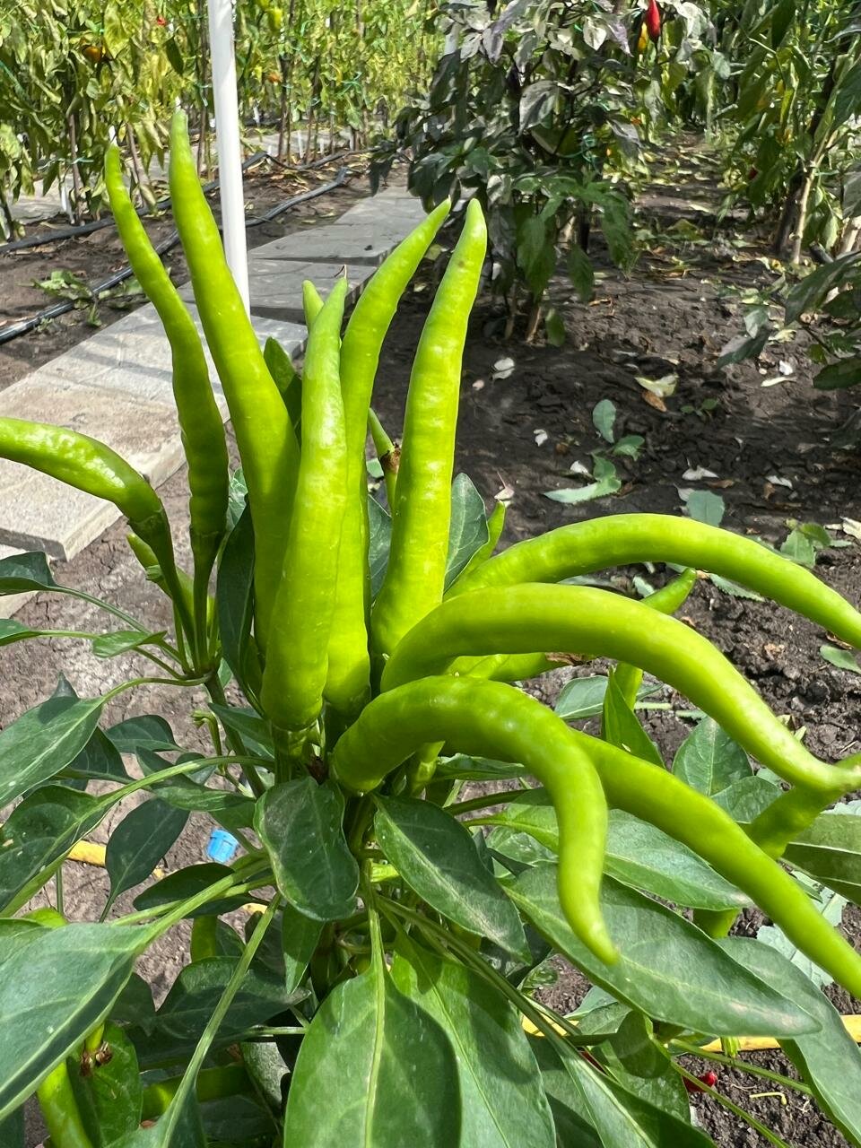 Семена Острый декоративный миниатюрный перец Медуза горгона, 10 семян