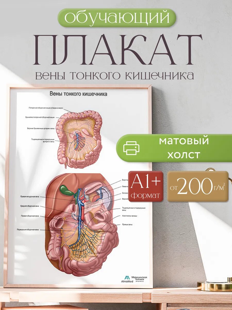 Вены тонкого кишечника, плакат А1+, матовый холст от 200г/м2