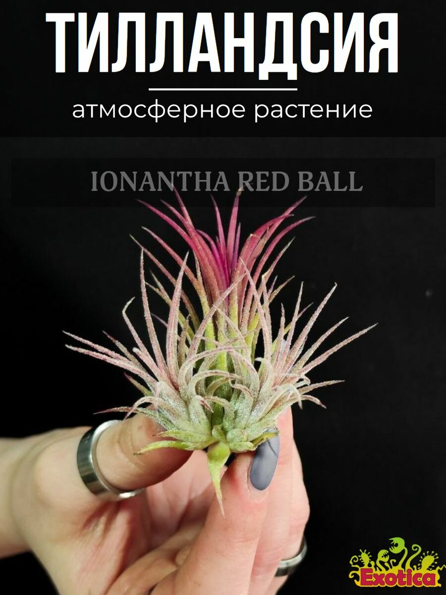 Тилландсия Ионанта Красная Болл (Tillandsia Ionantha Red Ball), атмосферное растение
