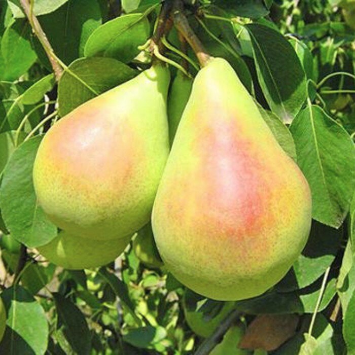 Груша Санта Мария (1 саженец), Россия