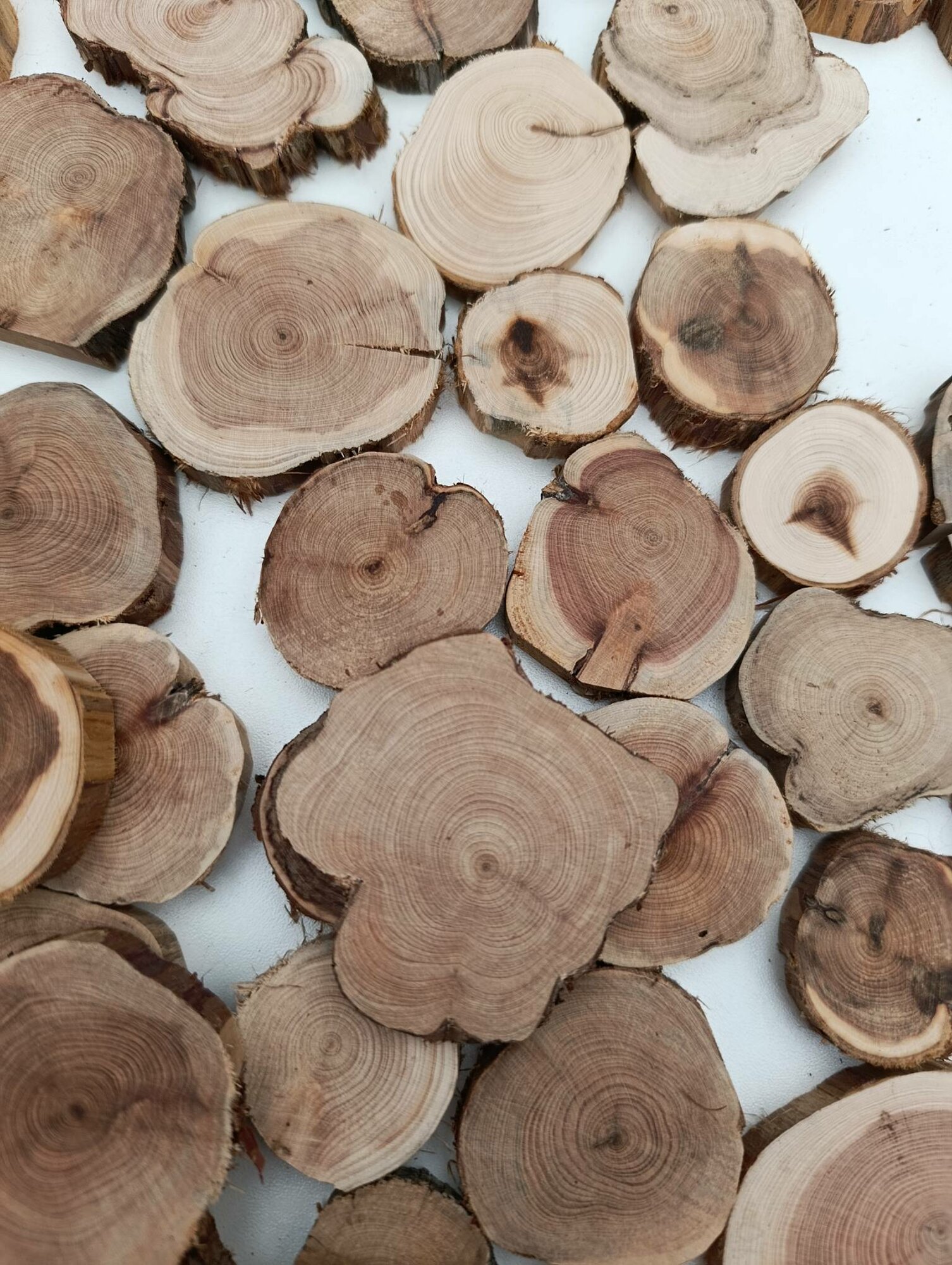 Отшлифованные спилы сибирского можжевельника 3–6 см / Набор 120 шт для декора и рукоделия