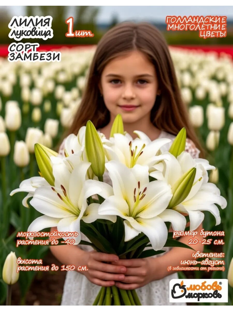 Лилия Луковица, Замбези, восточная, разбор 22/24, многолетнее растение, упаковка 1 шт