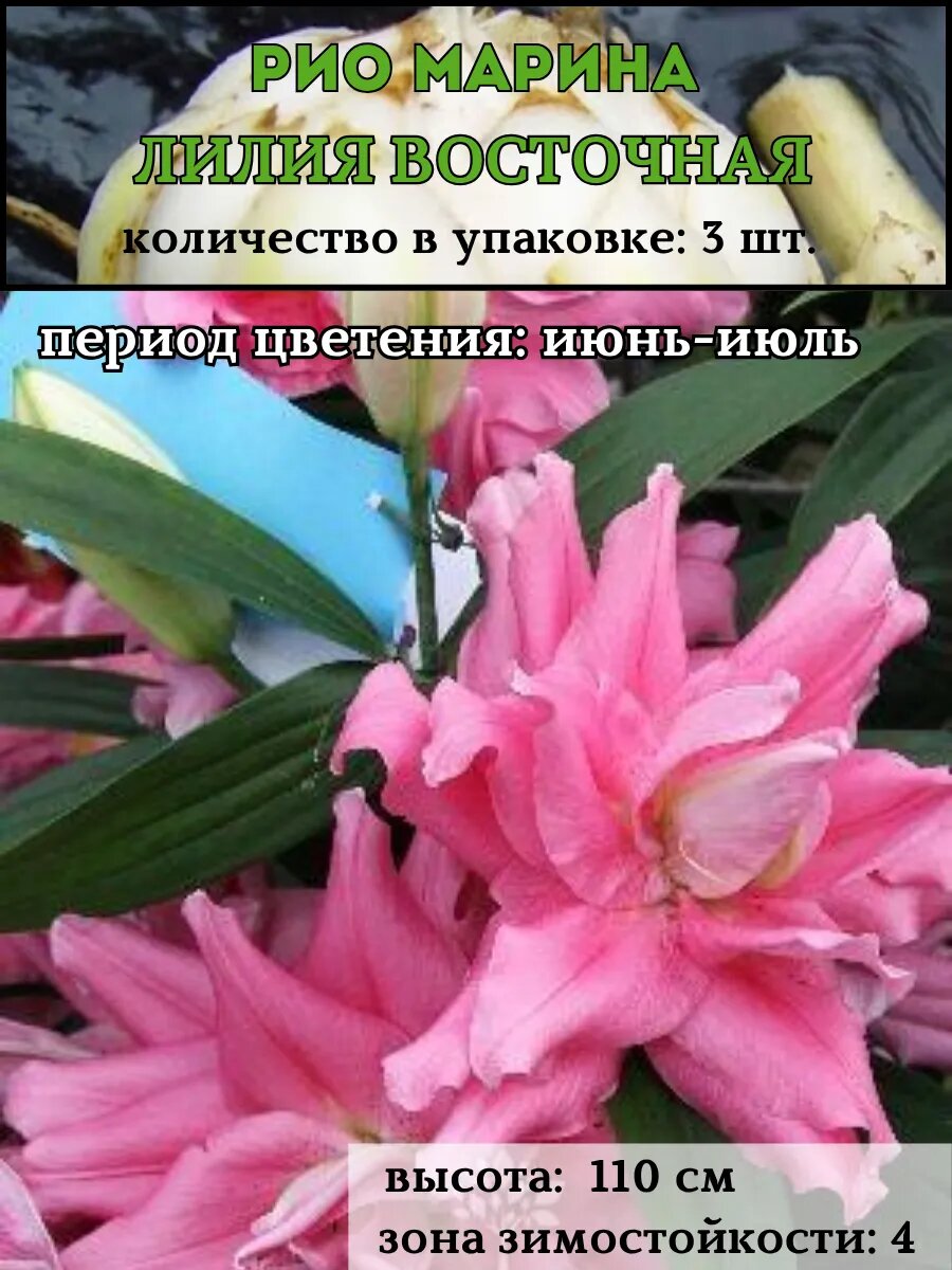 Лилия восточная, луковицы 3 штуки