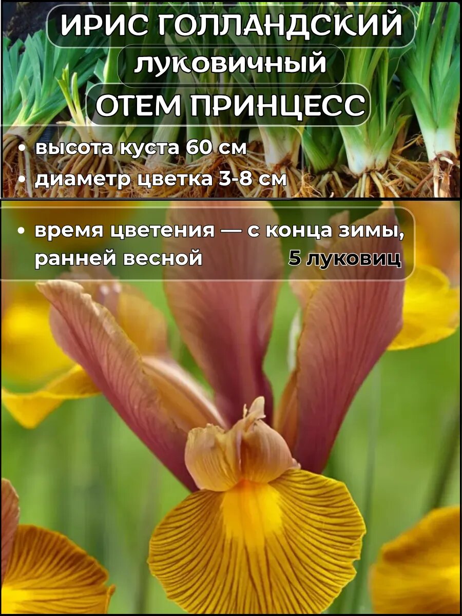 Ирис луковичный, луковицы 5 штук