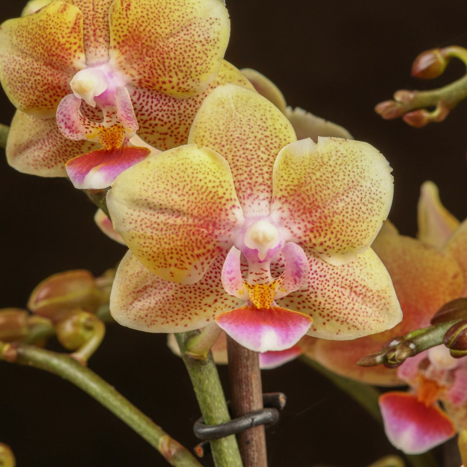 Комнатное растение LuxuryPlants Орхидея Фаленопсис Аромио Спайси 2ст