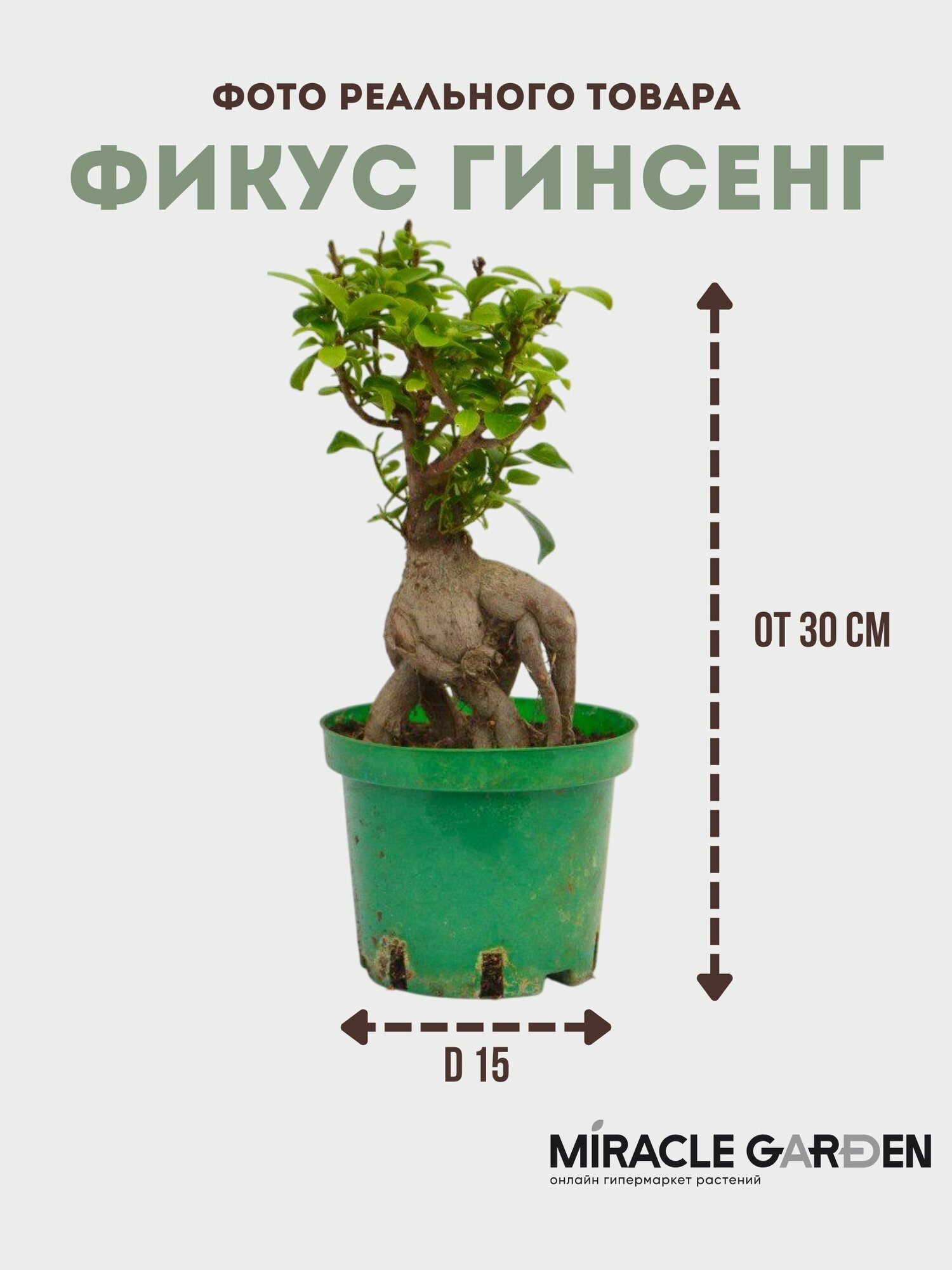 Фикус Гинсенг 30 см D15 Бонсай Живой цветок в горшке комнатный