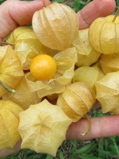 Семена Физалис Колумб, 20 штук