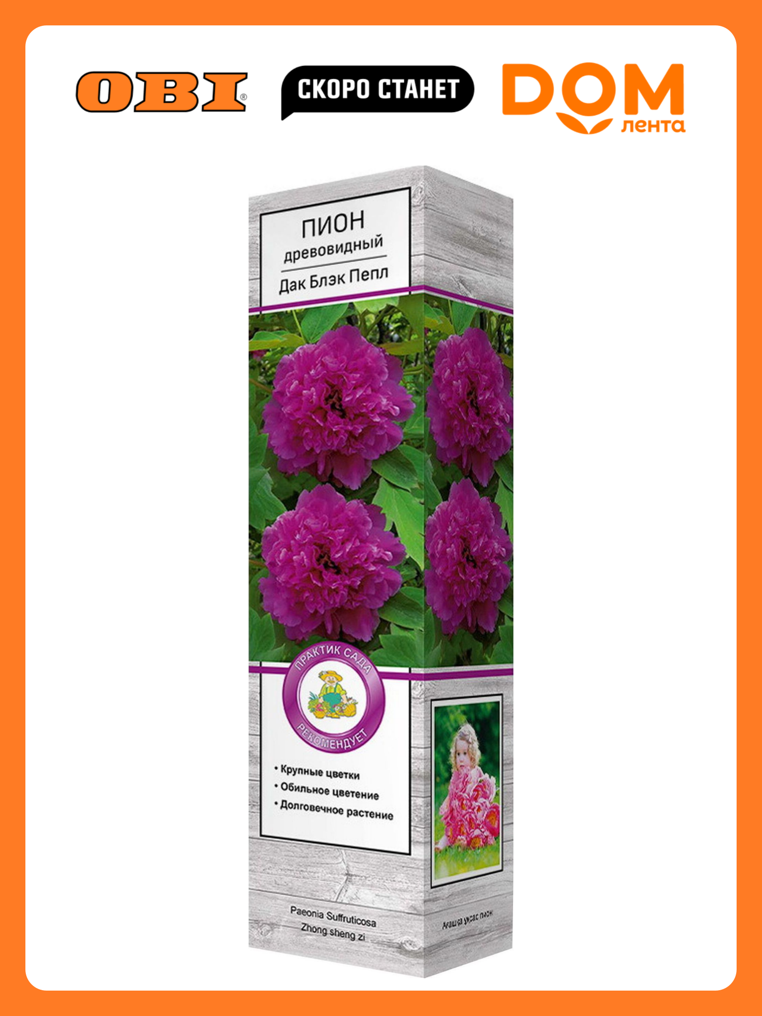 Саженец Пион Дак Блэк-Пёпл С1 Н37