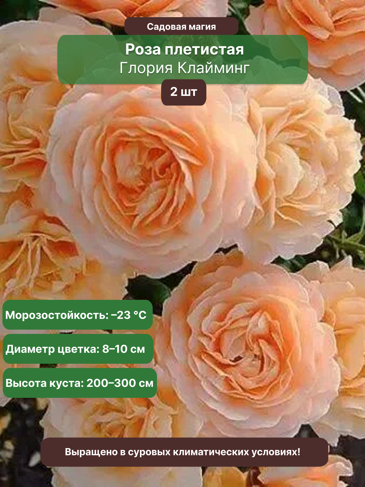 Роза плетистая Глория Клайминг , 2 саж , многолетняя , персиковая