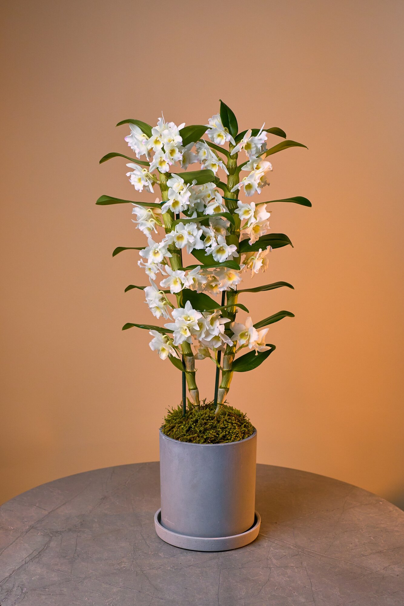 Орхидея дендробиум в бетонном горшке d 15 см, h 45 см от бренда Margo plants