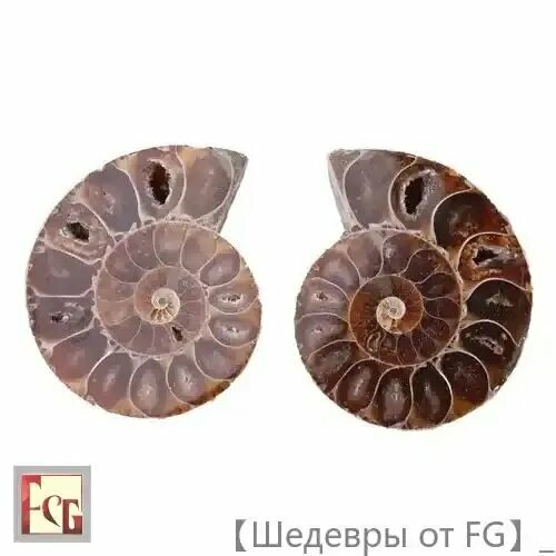 2шт Раковина ископаемого образца аммонита из Мадагаскарских натуральных камней и минералов (4 см)