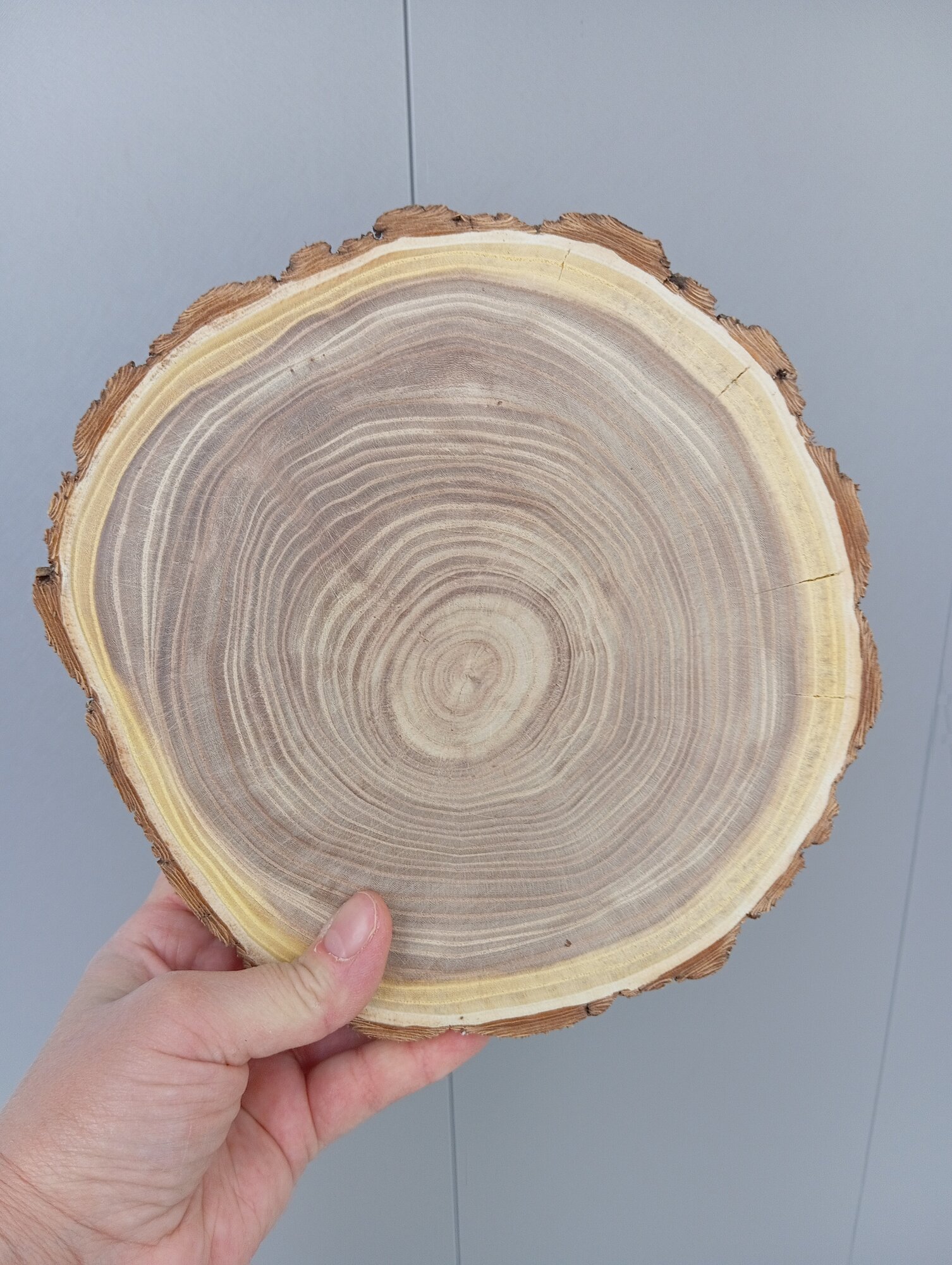 Спил дерева карагач, заготовка для поделок, доска d 20-19см