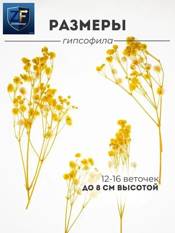 Сухоцветы Гипсофила, 1 шт — фото 1