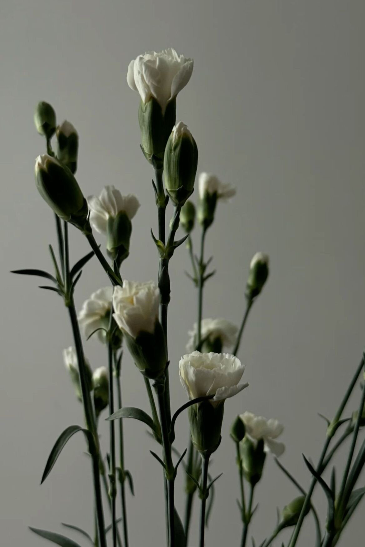 Цветок Гвоздика Кустовая «ШУМ цветов» розовая , яркая , долгоиграющий цветок