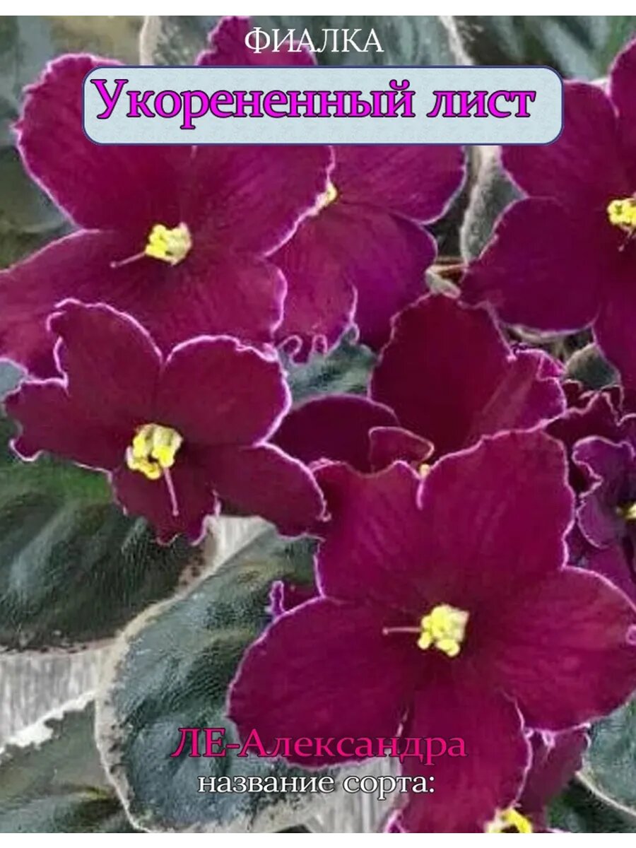 Фиалка живая в горшке комнатная живая сорт ЛЕ-Александра (укорененный лист) 1 штука