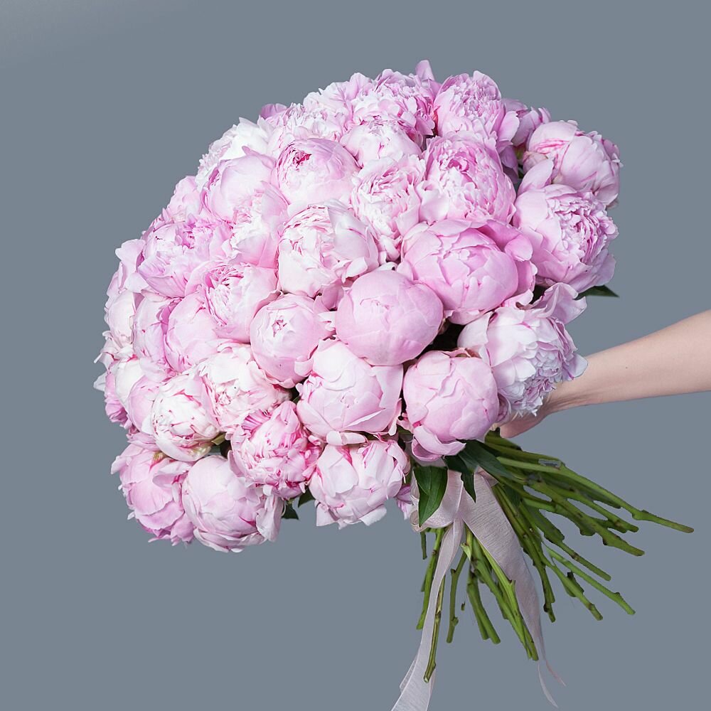 Пионы розовые “Sarah Bernhardt” под ленту, “Голландия” , большой букет пионов 59 шт