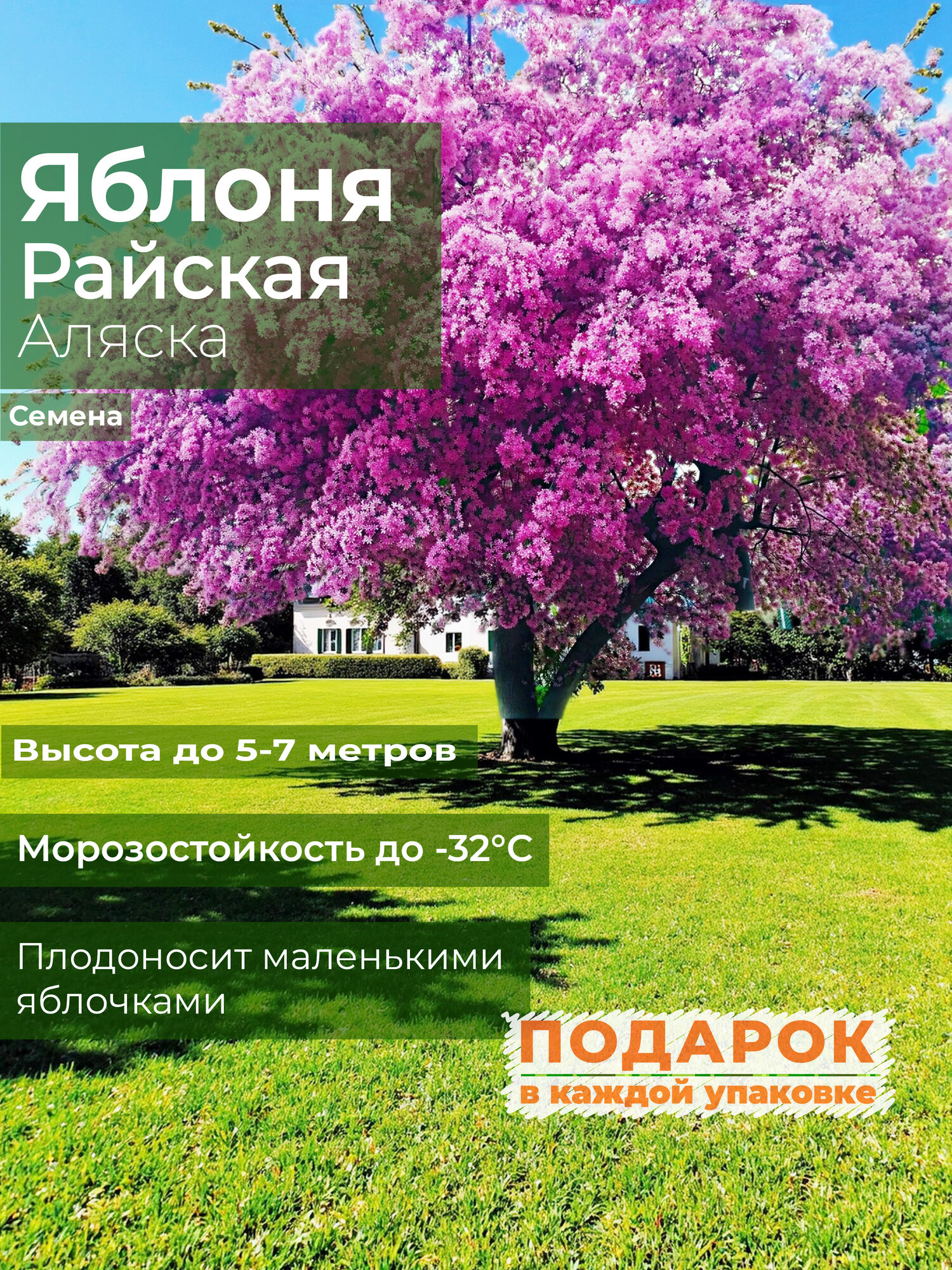 Яблоня Райская Аляска, Семена, 5 шт, семена декоративных растений