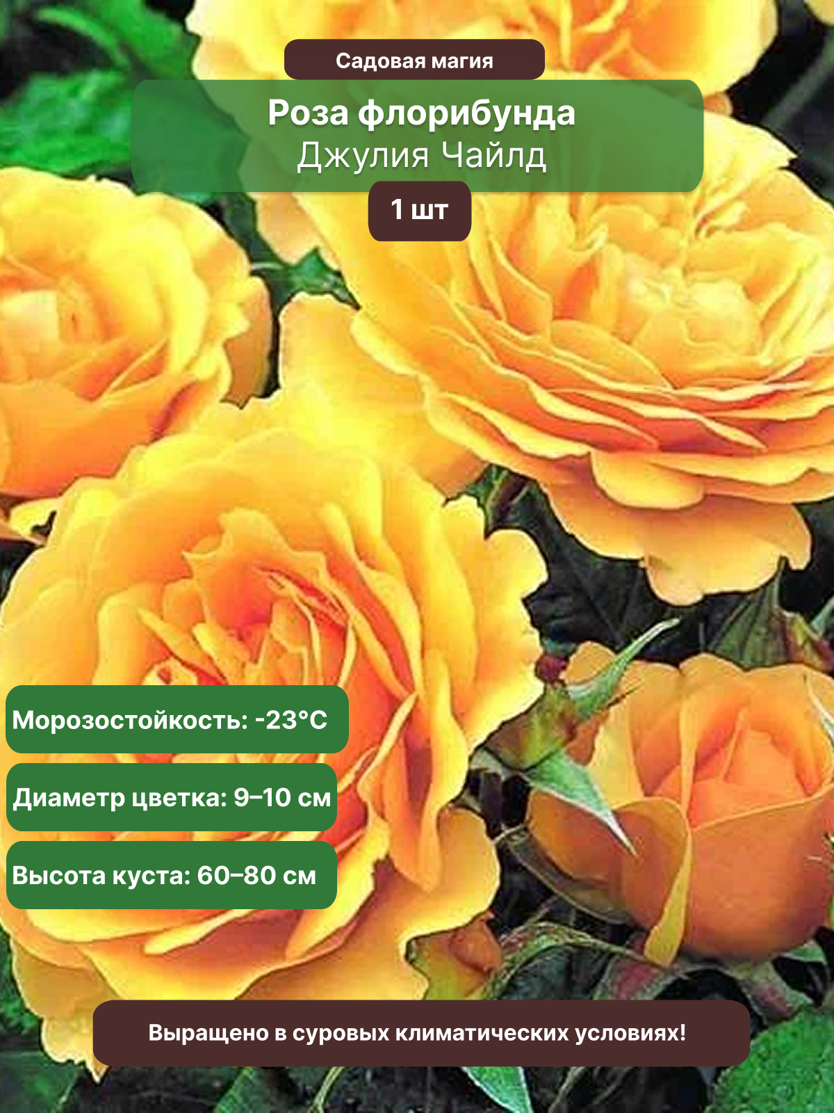 Роза флорибунда Джулия Чайлд , 1 саженец, многолетняя , желтая