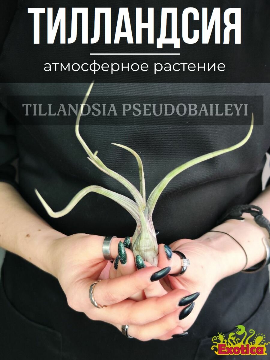 Тилландсия Псевдобалей (Tillandsia Pseudobaileyi), атмосферное растение