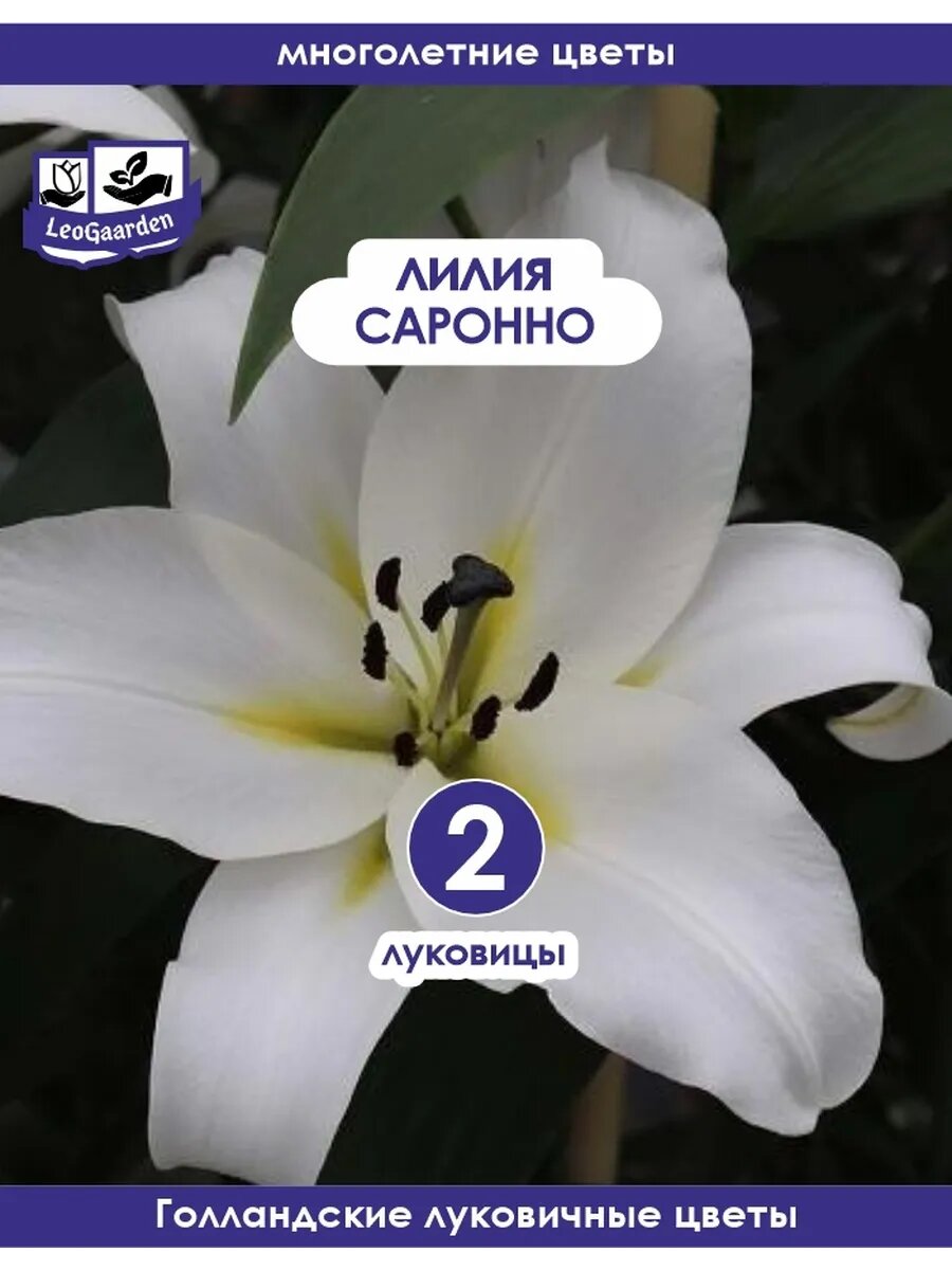 Луковичные цветы Лилия, Саронно, 2 шт