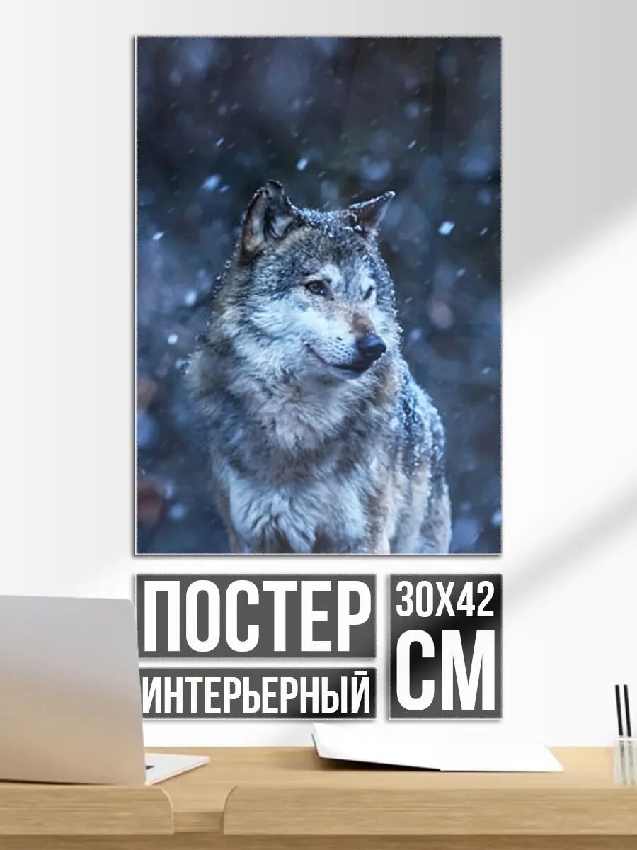 Постер на стену Лесной волк