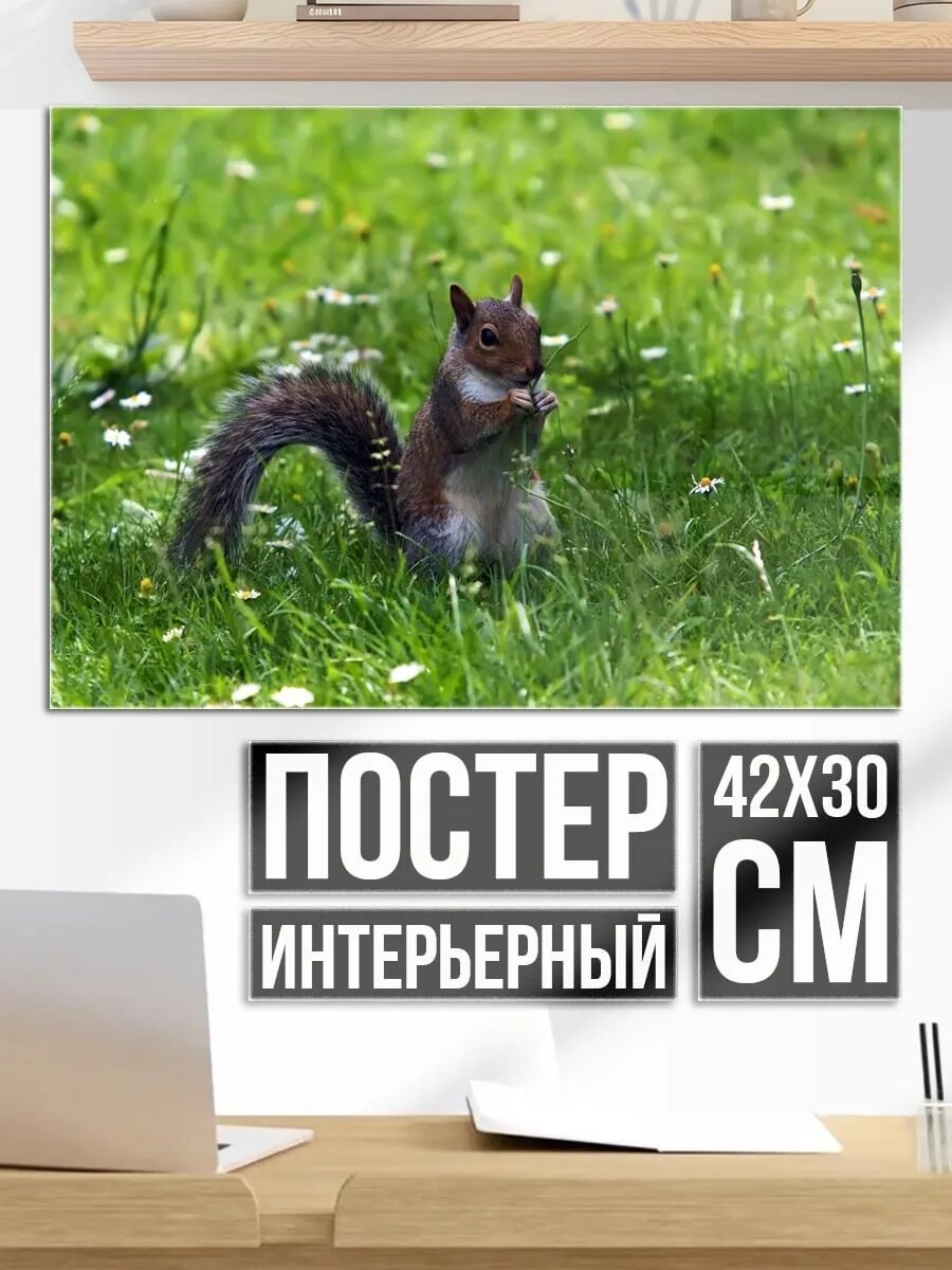 Плакат постер Белка в траве