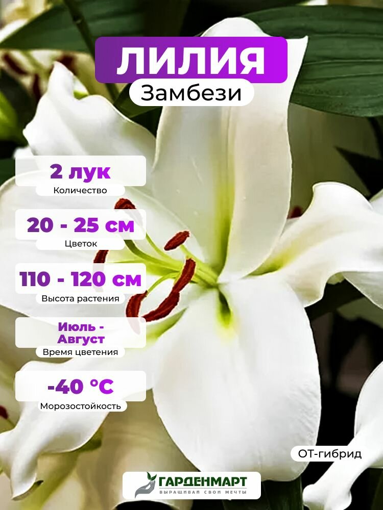 Лилия Замбези, 2 лук