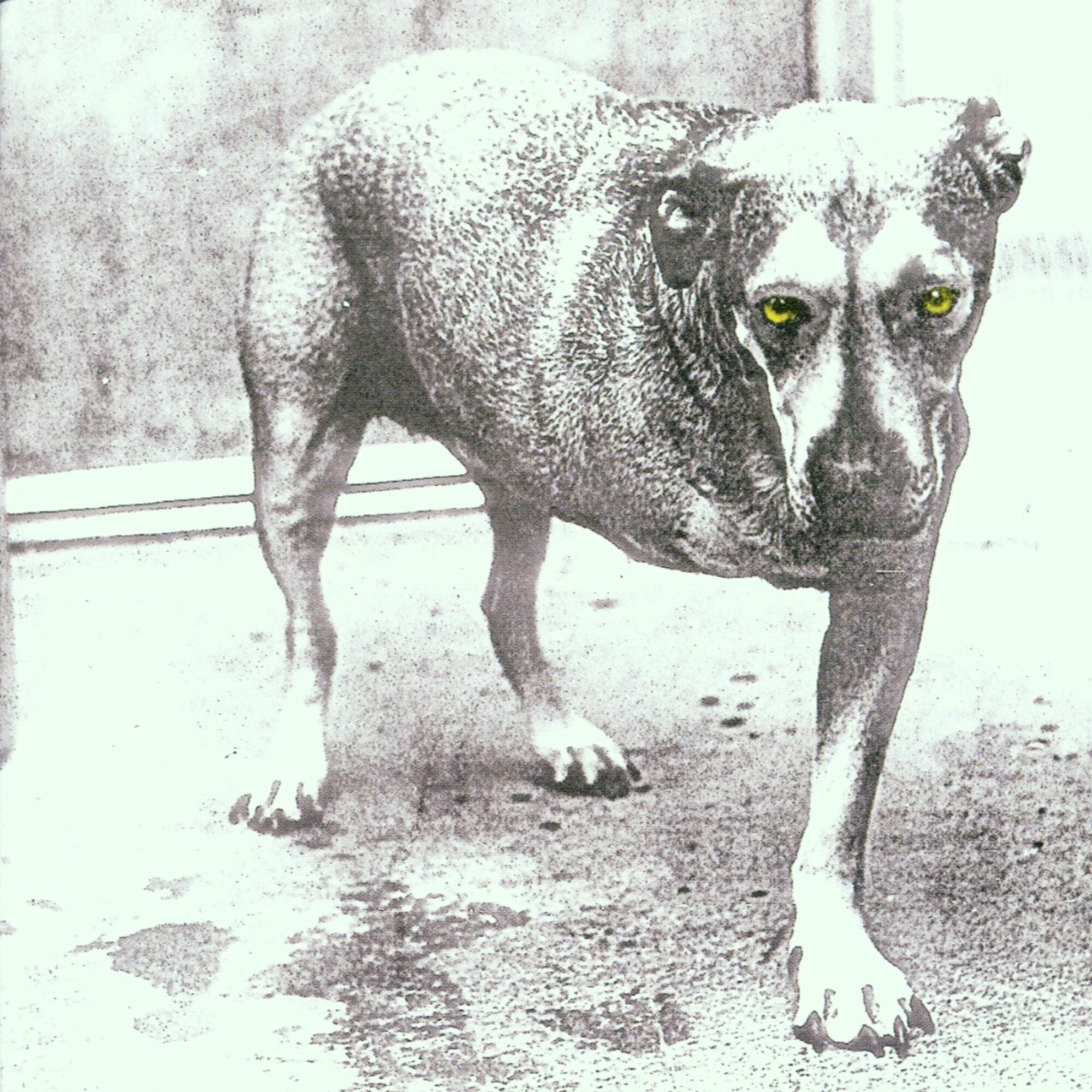 Компакт-диск Alice In Chains - Alice In Chains (1 CD)