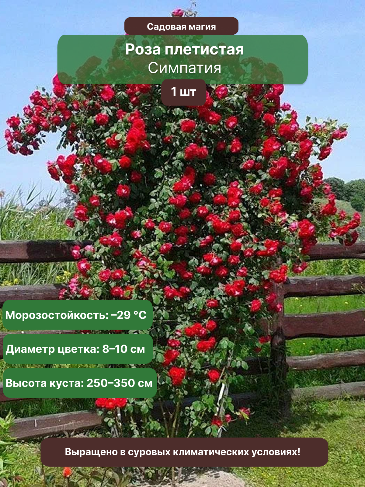 Роза плетистая "Симпатия", цвет красный, 1 саженец, многолетняя