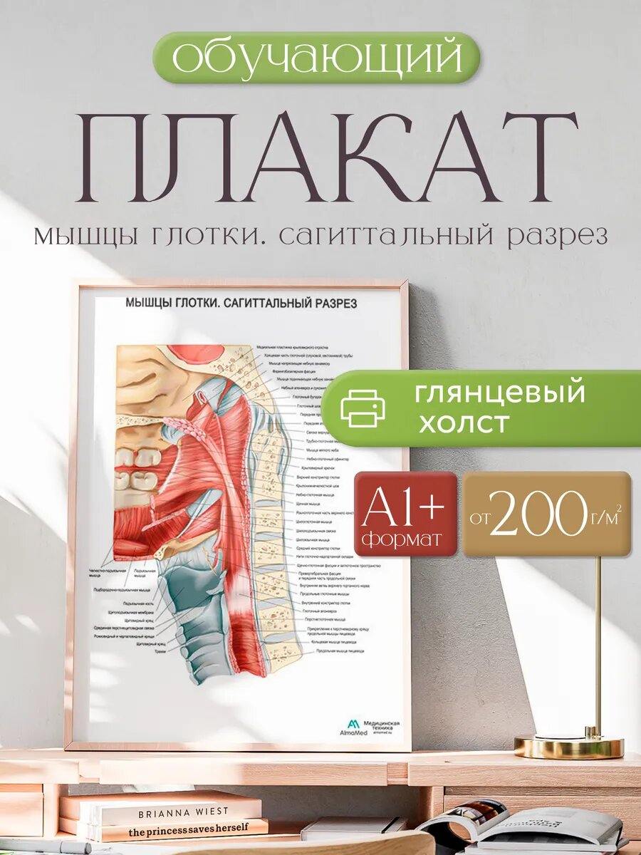 Мышцы глотки. Сагиттальный разрез (анатомия человека) плакат глянцевый А1+, глянцевый холст от 200г/м2