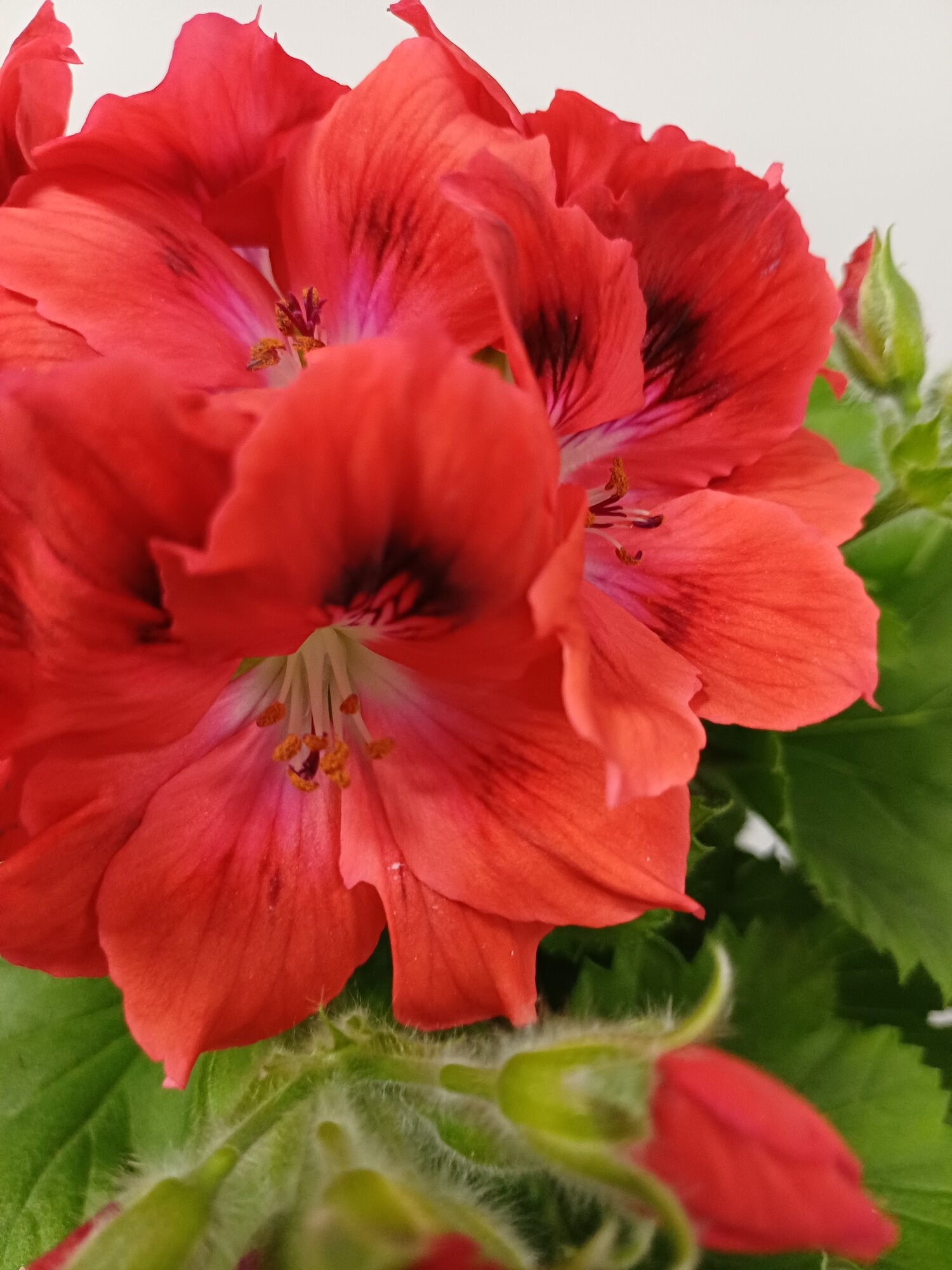 Королевская герань