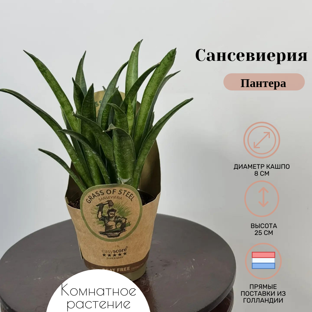 Комнатное растение Сансевиерия Пантера в транспортировочном кашпо, высота 25 см